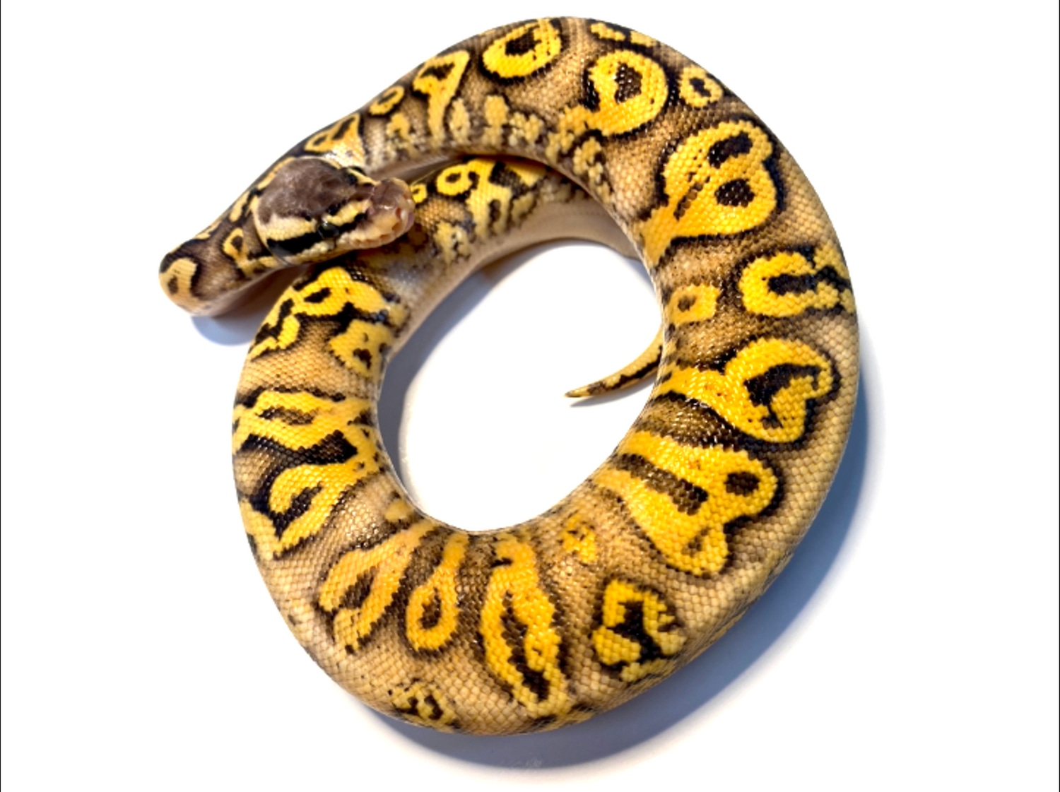 Blackhead Super Pastel Fire (Possible Asphalt) Ball Python by Tornado ...