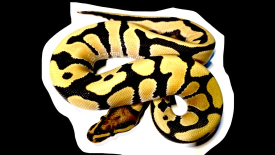 Super Orange Dream Desert Ghost Ball Python by Tornado Alley Reptiles