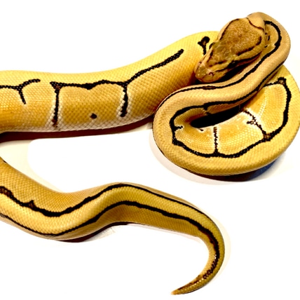 Super Blackhead Ghost Mojave Yellowbelly Ball Python by Tornado Alley ...