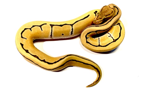 Super Orange Dream Desert Ghost Pinstripe Ball Python by Tornado Alley ...