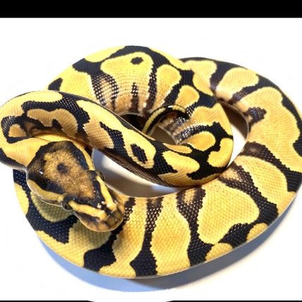 Super Blackhead Ghost Mojave Yellowbelly Ball Python by Tornado Alley ...