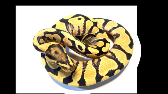 Orange Dream Desert Ghost Ball Python by Tornado Alley Reptiles