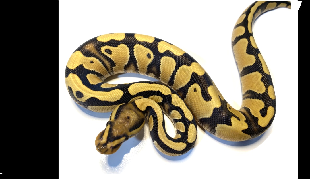Orange Dream Desert Ghost Ball Python by Tornado Alley Reptiles ...