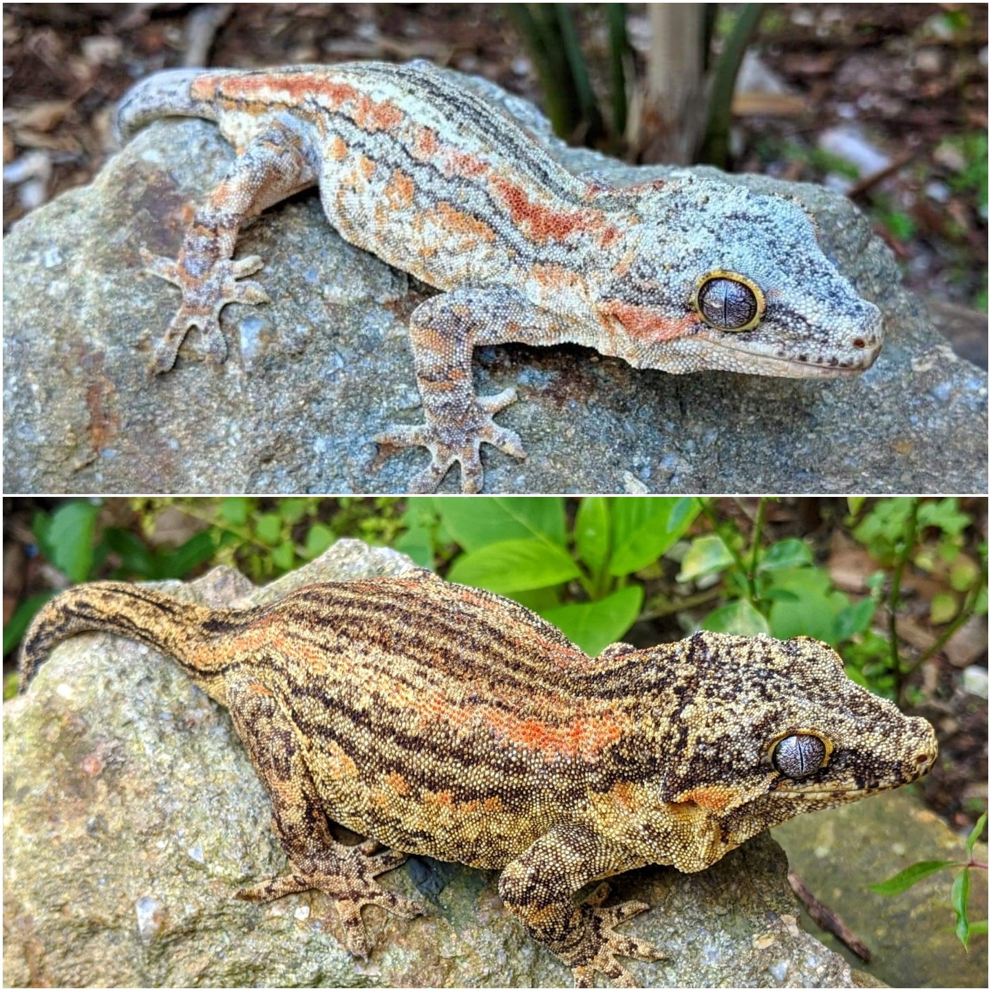 Proven Pair Gargoyle Gecko by FireHouse Geckos LLC - MorphMarket