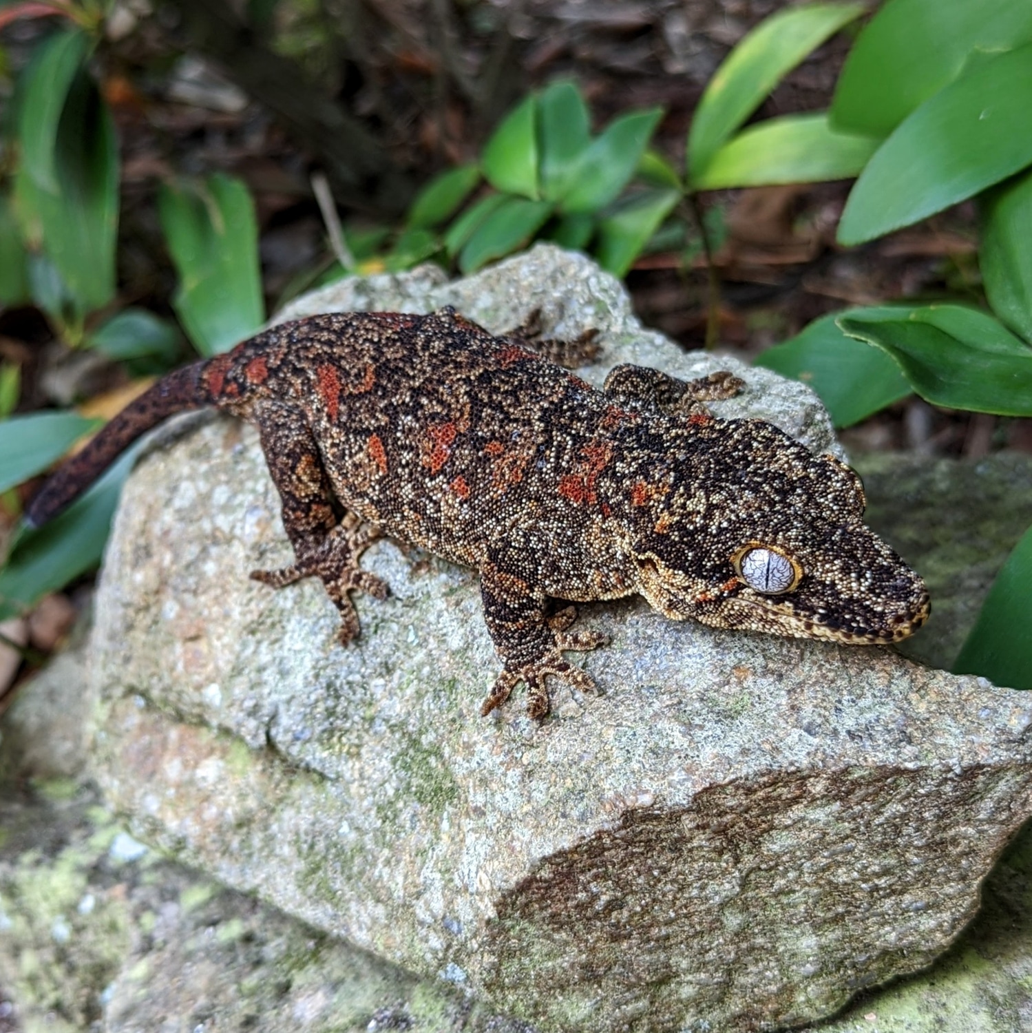 Proven Reticulated Blotch Gargoyle Gecko by FireHouse Geckos LLC ...