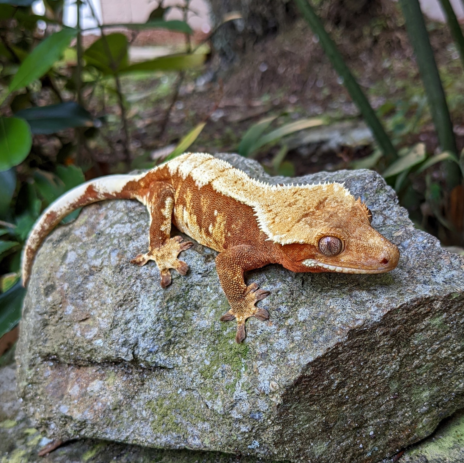 Red Extreme Crested Gecko by FireHouse Geckos LLC - MorphMarket