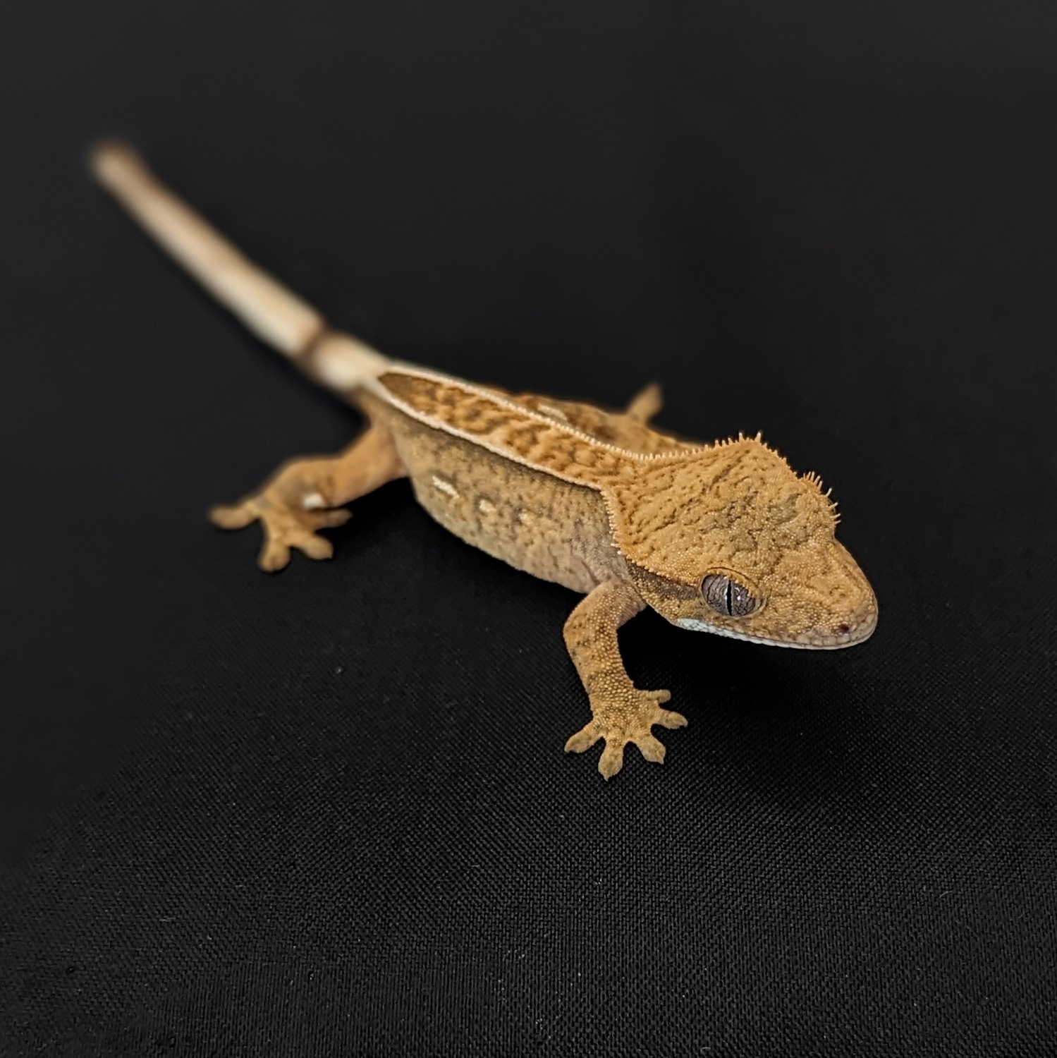 66% HET Axanthic Crested Gecko by FireHouse Geckos LLC - MorphMarket