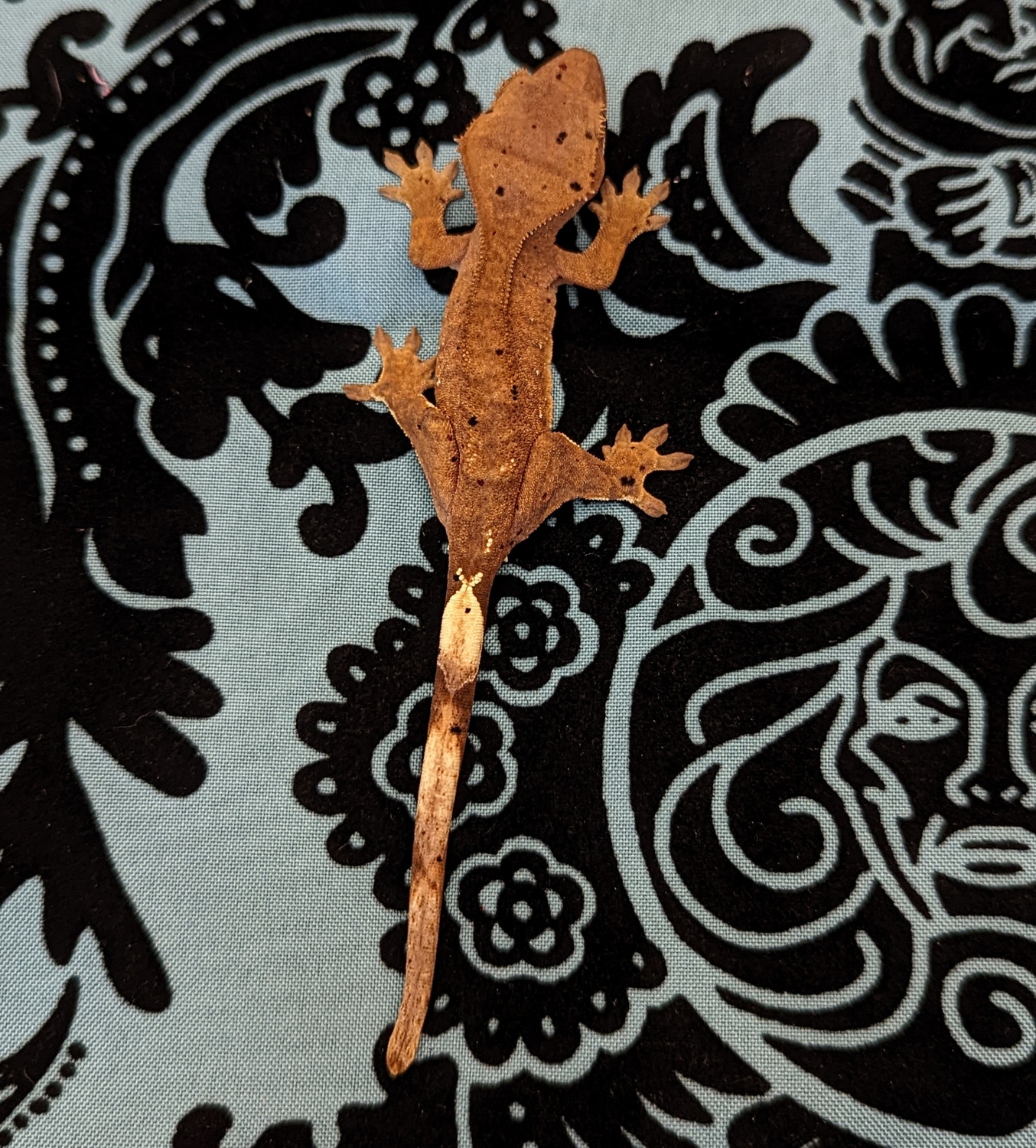 Possible Cappuccino Crested Gecko by FireHouse Geckos LLC - MorphMarket