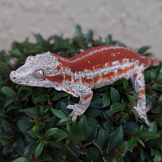 Red Stripe Gargoyle Gecko by FireHouse Geckos LLC