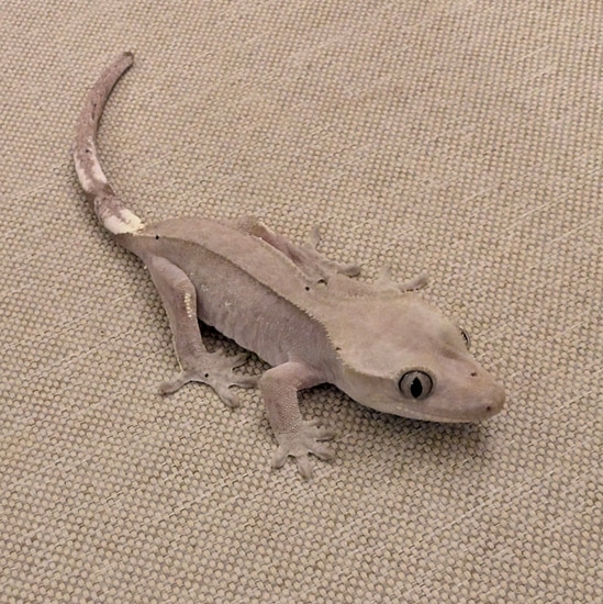 Axanthic Crested Gecko by FireHouse Geckos LLC