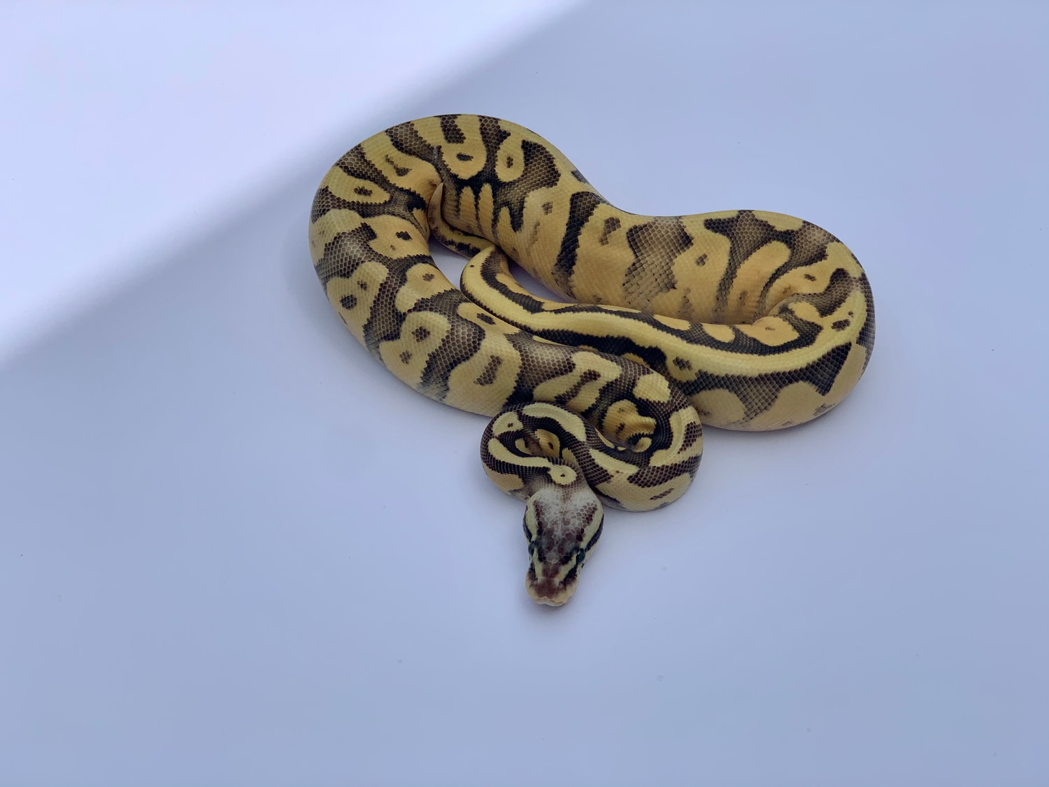 Super Pastel YB Pos Redstripe 50% Het GS Ball Python by JDT Reptiles ...
