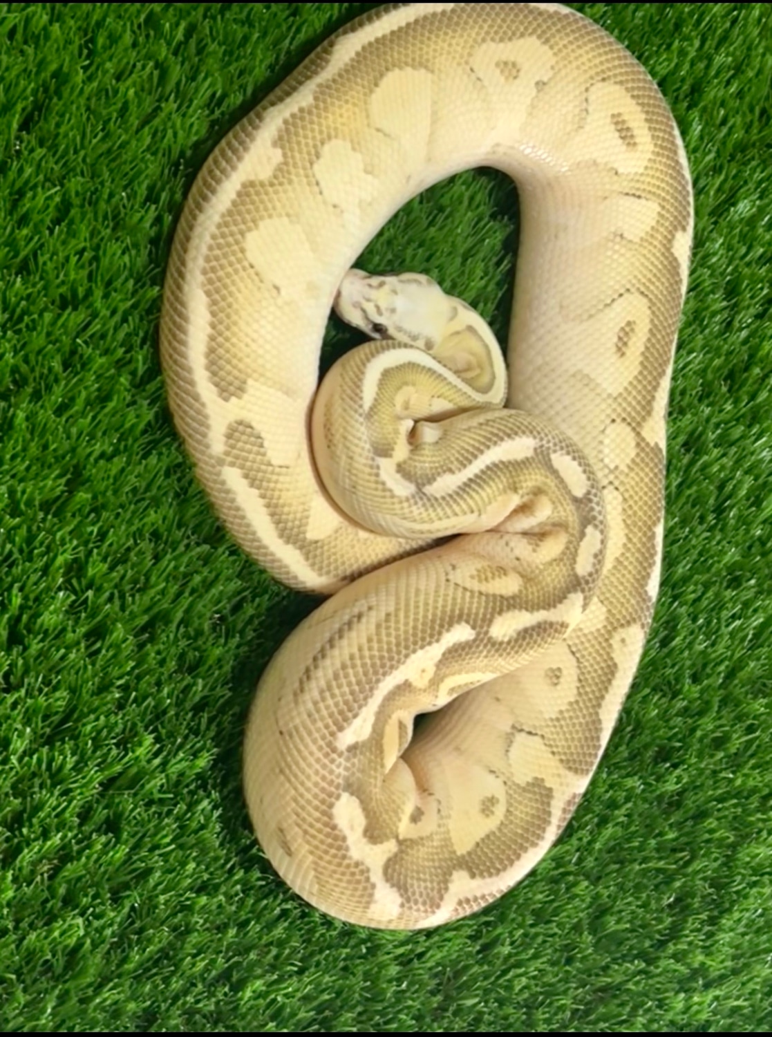 Firefly YB Butter Red Stripe Ball Python by JDT Reptiles - MorphMarket