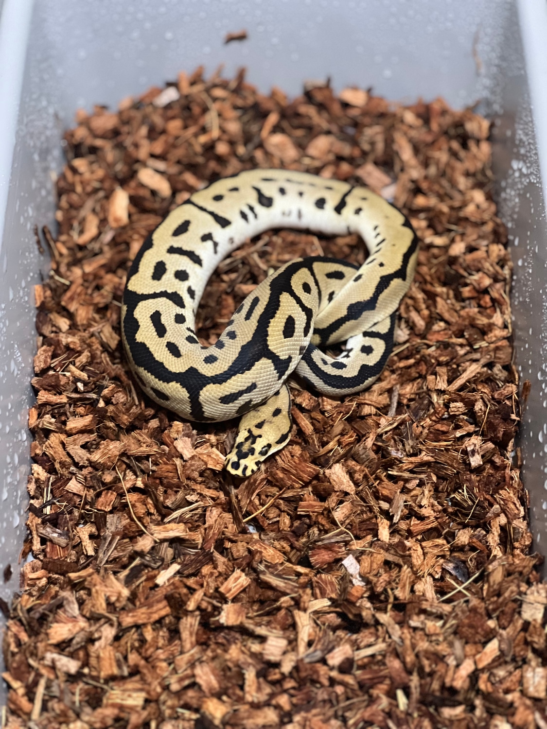 Spotnose Leopard Clown Het Hypo Ball Python by JDT Reptiles - MorphMarket