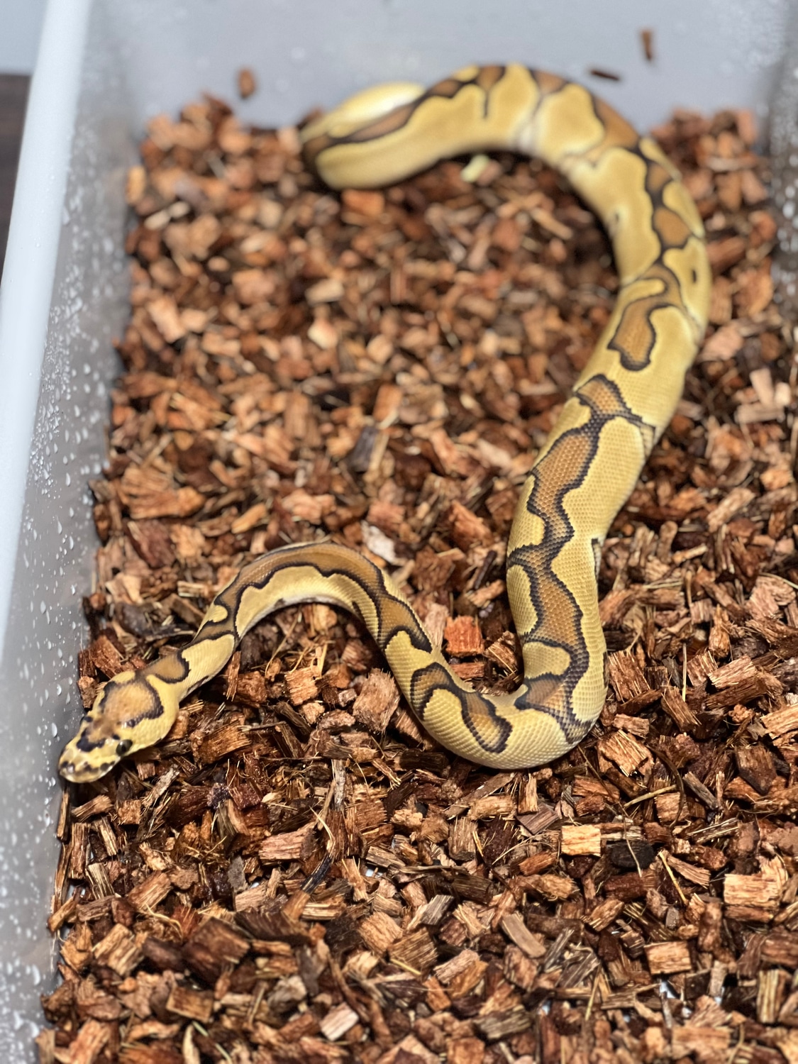 Enchi Clown Ball Python by JDT Reptiles - MorphMarket