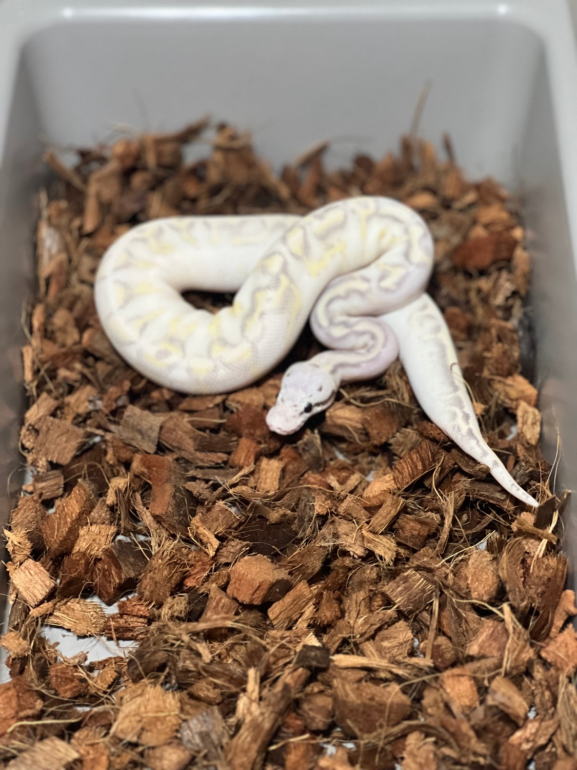 Super Pastel Yellowbelly Gravel Pos Spotnose Ball Python by JDT ...