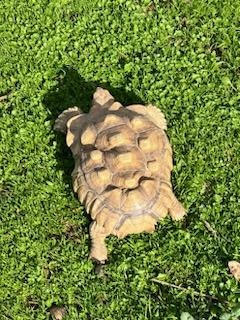 Rescue Female Sulcata Sulcata Tortoise by Tortoise Acres Rescue & Sanctuary