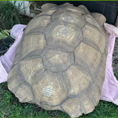 Rescue Adult Male Sulcata Sulcata Tortoise by Tortoise Acres Rescue ...