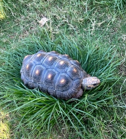 Rescue Adult Male Red-Foot Red-Footed Tortoise by Tortoise Acres Rescue ...