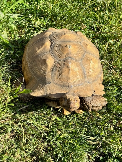 Rescue Adult Male Sulcata Sulcata Tortoise by Tortoise Acres Rescue ...