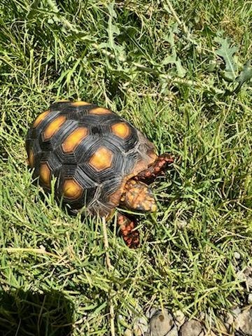 Rescue Redfoot Red-Footed Tortoise by Tortoise Acres Rescue & Sanctuary