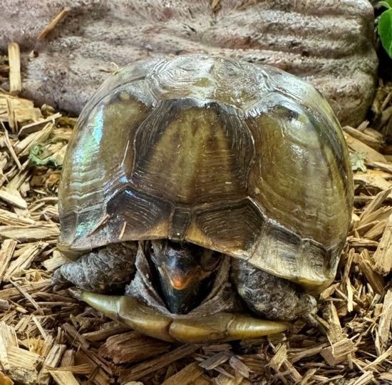 Rescue Female Box Turtle by Tortoise Acres Rescue & Sanctuary
