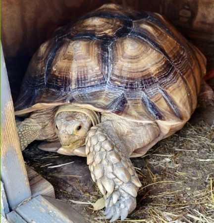 Adult Rescue Female Sulcata Sulcata Tortoise by Tortoise Acres Rescue ...