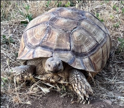 Rescue Female Sulcata - 50lbs Sulcata Tortoise by Tortoise Acres Rescue ...