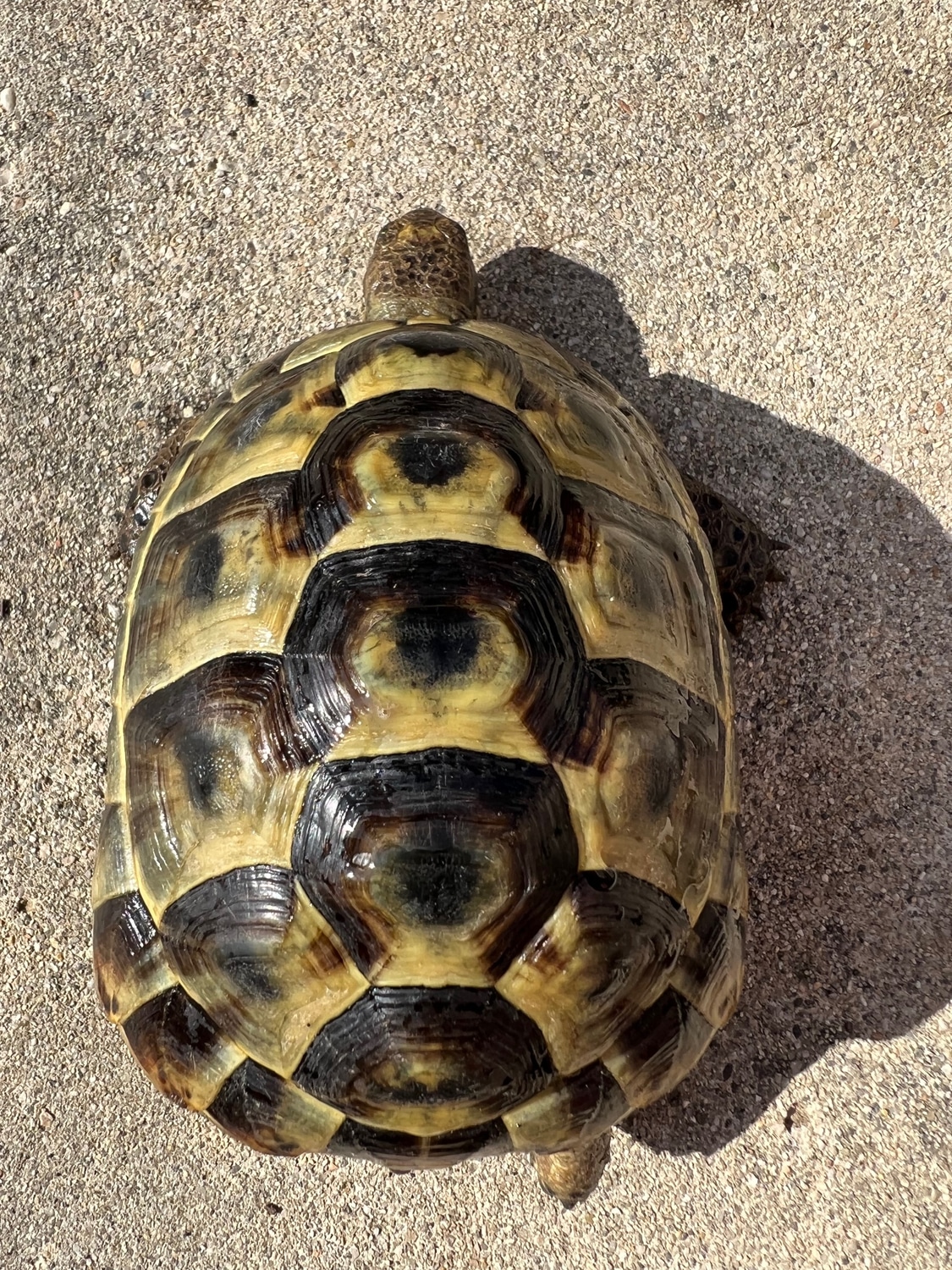Captive Bred Female Ibera ( Ibera) Greek Tortoise by Heirloom ...