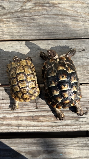 United States Captive Bred Moroccan Tortoise Pair Greek Tortoise by ...