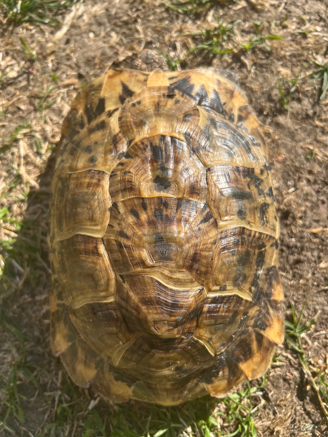 Moroccan Tortoises Greek Tortoise by Heirloom Herpetoculture - MorphMarket