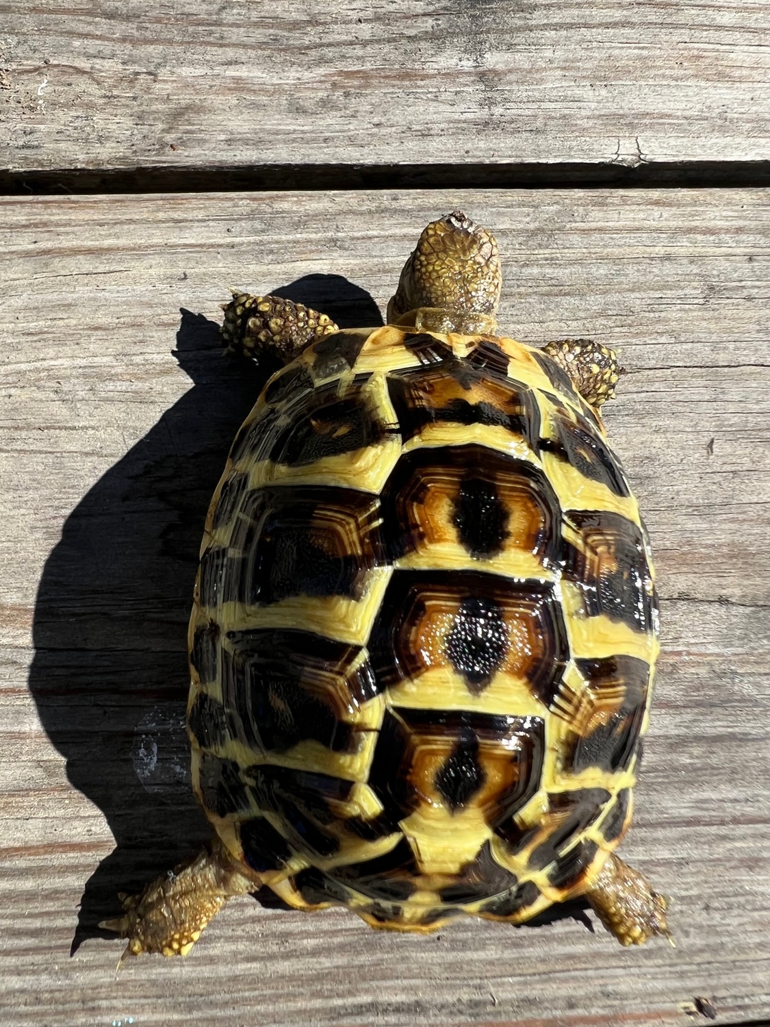Sardinian Locale-Western Hermann's Hermann's Tortoise by Heirloom ...