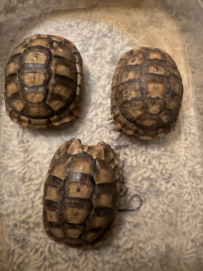 (3) Captive Bred Moroccan Tortoises Testudo Graeca Marokkensis Greek ...