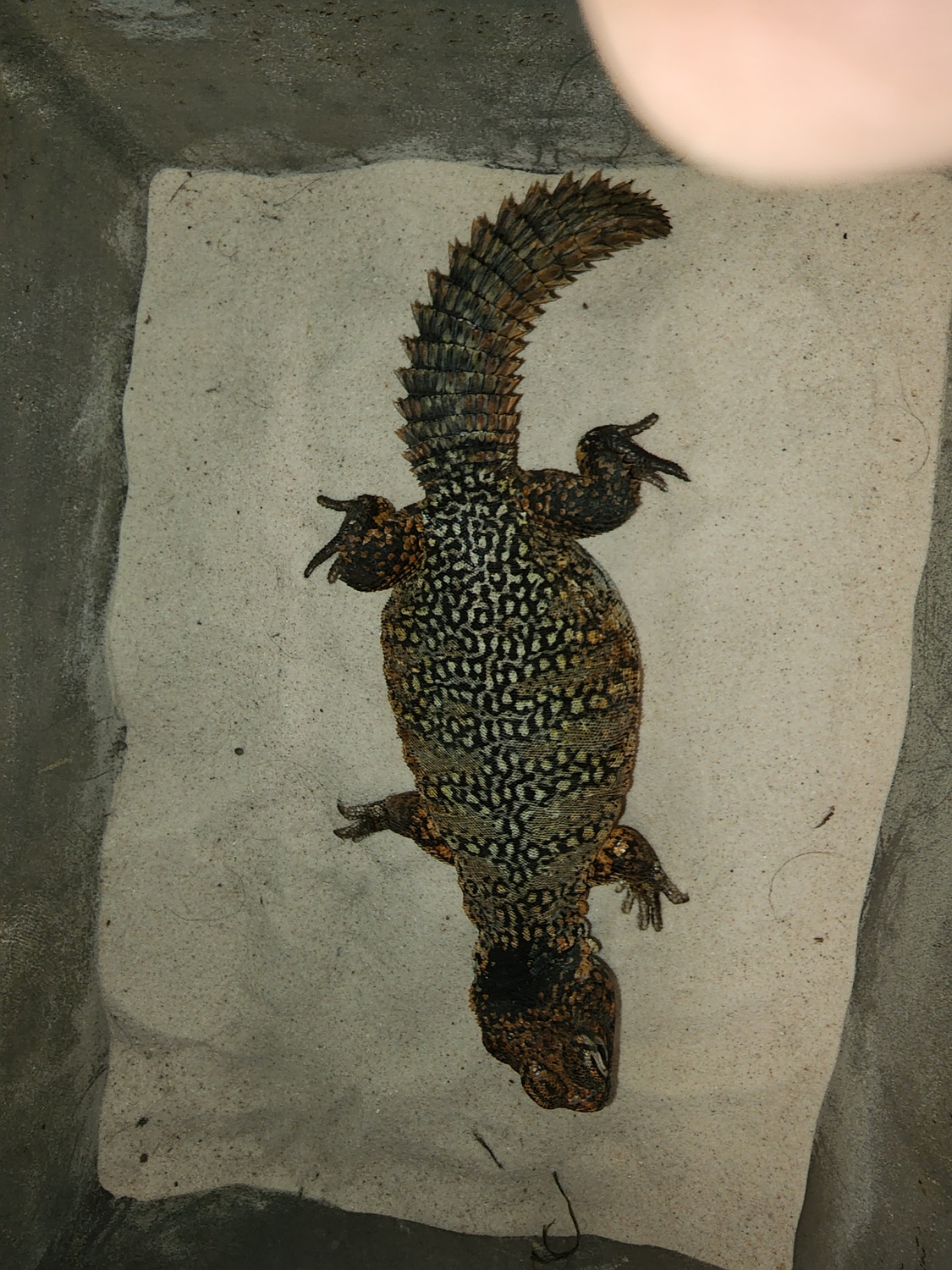 Moroccan Spiny-tailed Lizard by Port to Port Exotics - MorphMarket