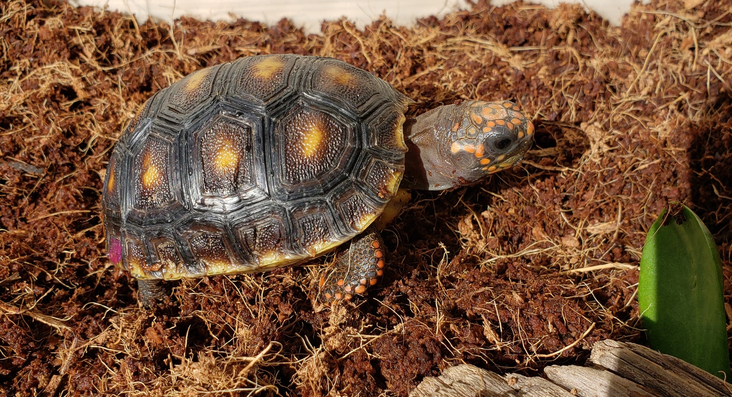 Redfoot Tortoise Baby Red-footed Tortoise by Tortoise Invasion LLC ...