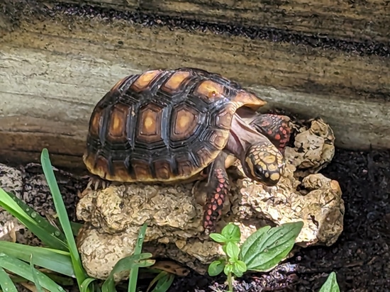 Perfect Pet Redfoot Tortoise Red-Footed Tortoise by Tortoise Invasion LLC