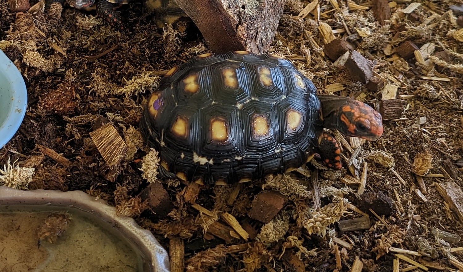 Yearling Cherry Head Tortoise Red-footed Tortoise by Tortoise Invasion ...