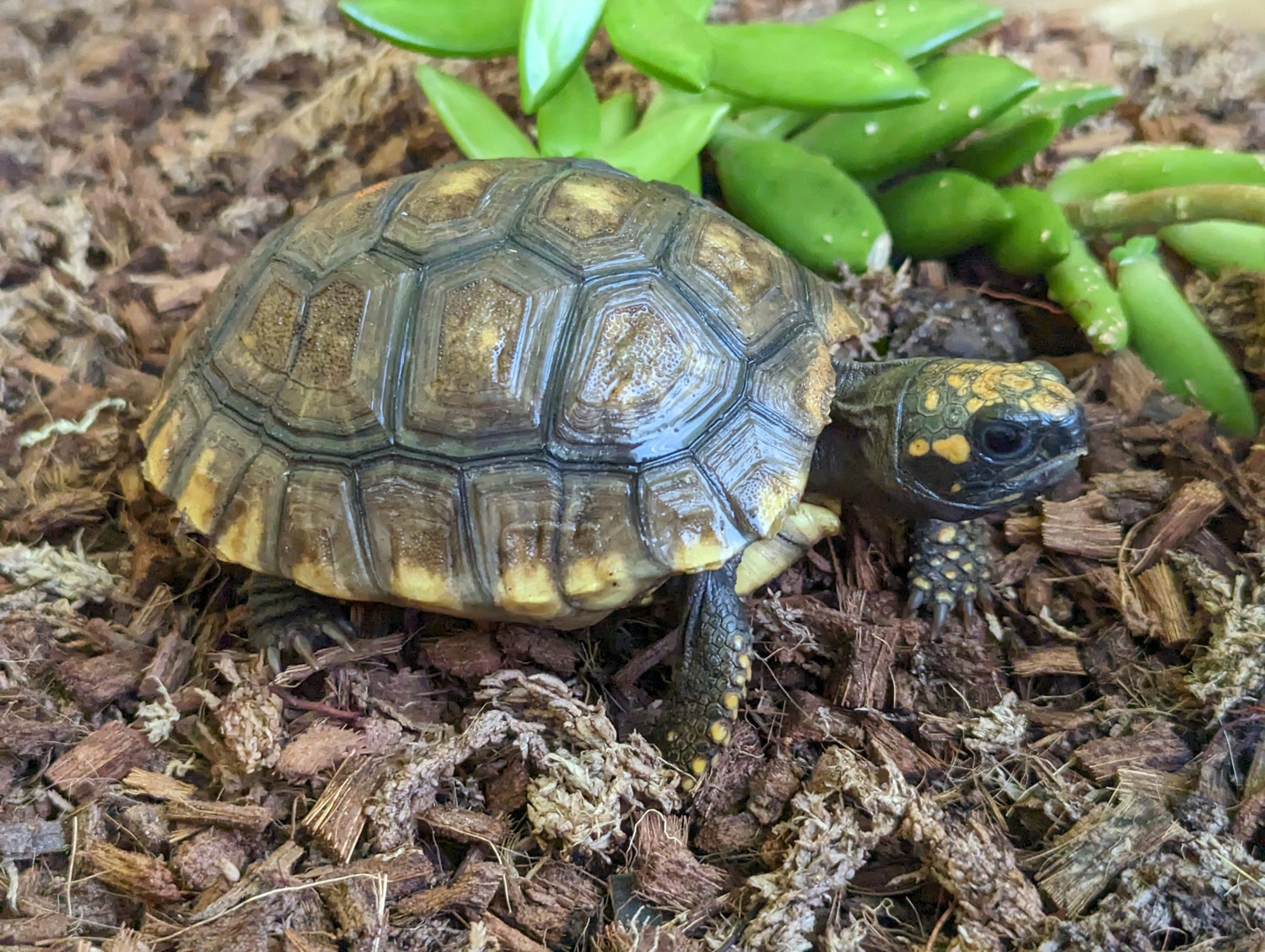 Yearling Yellowfoot Tortoise Yellow-Footed Tortoise by Tortoise ...