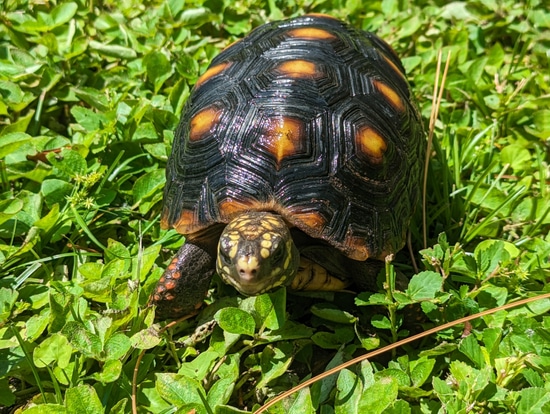 Redfoot Tortoise Red-Footed Tortoise by Tortoise Invasion LLC