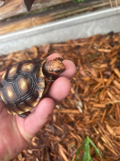 High Color Redfoot Red-Footed Tortoise by Treasure Coast Tortoise King