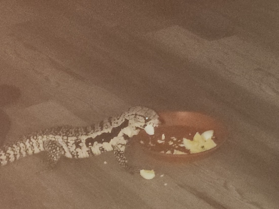 Adult Female Blue Tegu Other Tegus by TortoiseSage