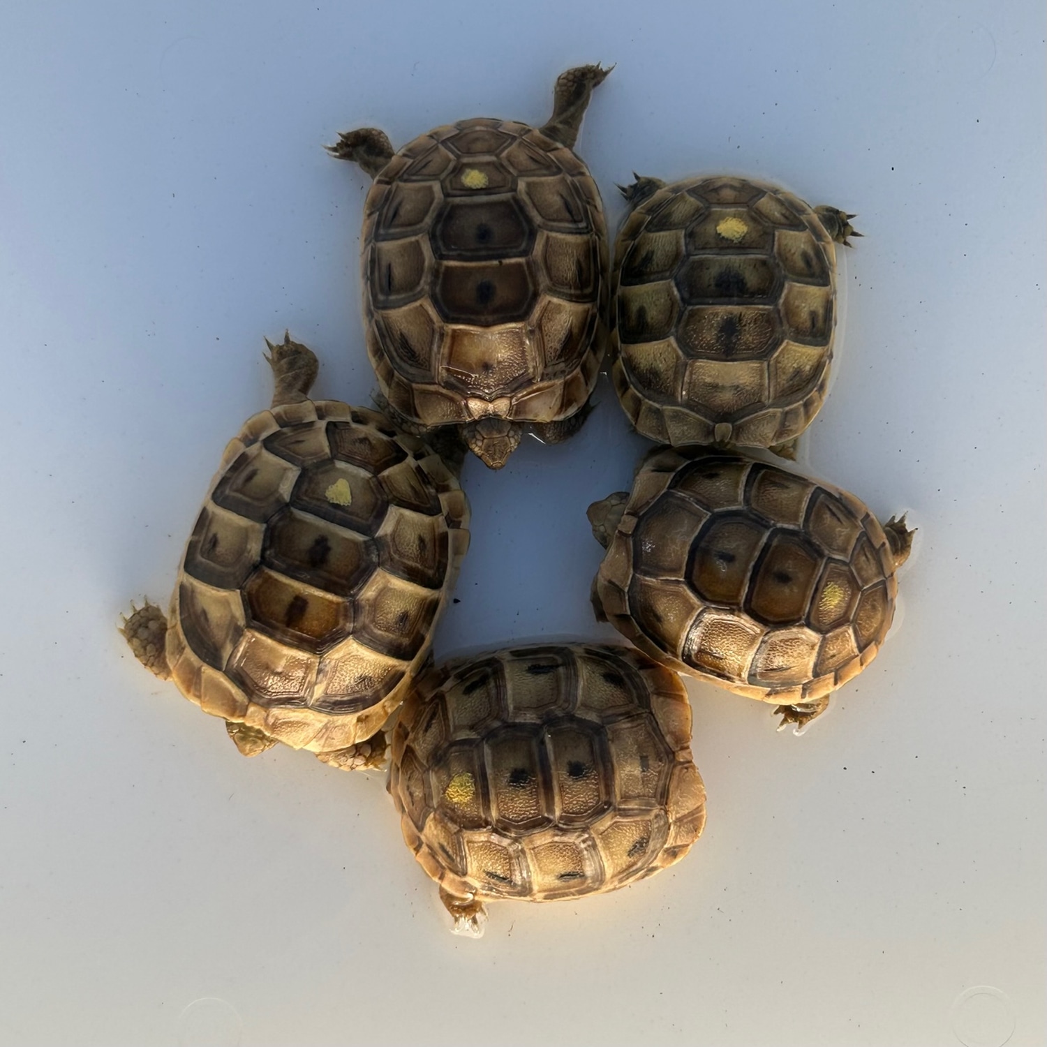 Baby Golden Greek Tortoise by Tortoise Supply - MorphMarket