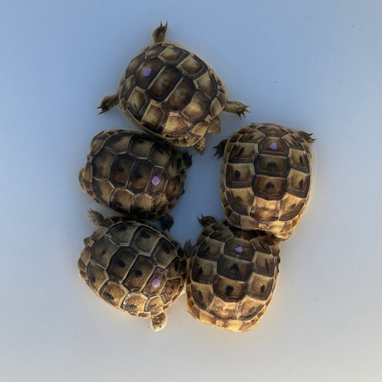 Baby Jordanian Greek Tortoise by Tortoise Supply