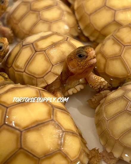 Ivory Sulcata Tortoises by Tortoise Supply
