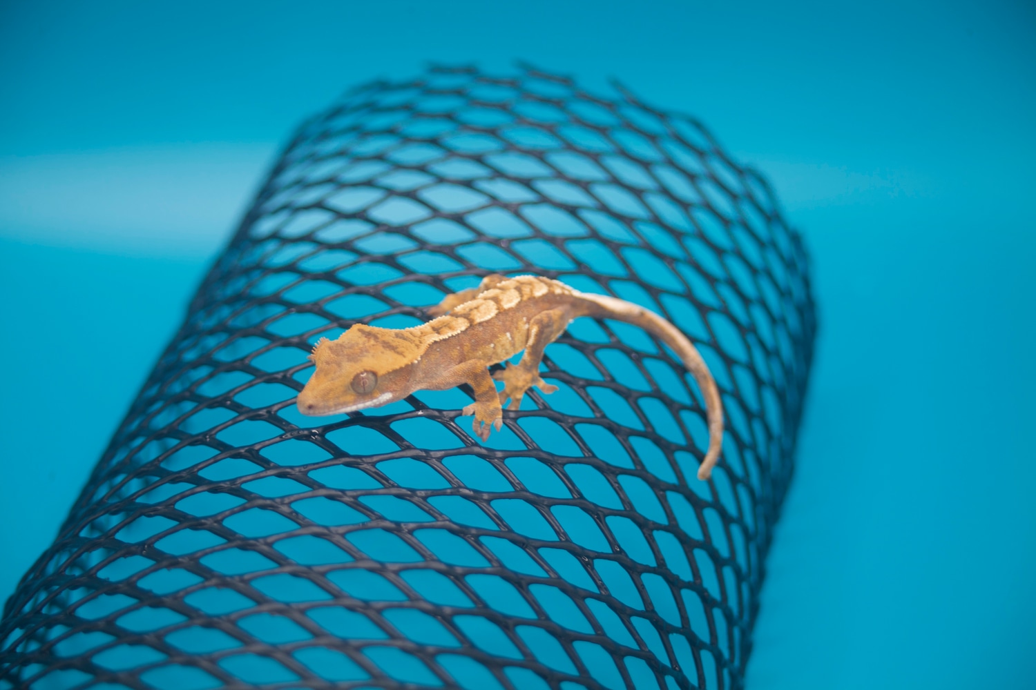 20% Off Blonde Harlequin Crested Gecko by Kovach Reptiles - MorphMarket