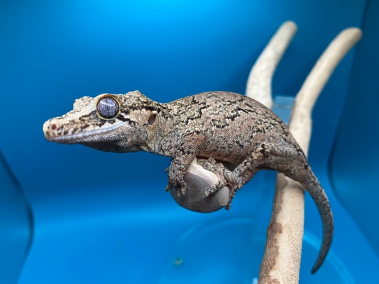 23' Pink Base Reticulated Gargoyle Gecko by Kovach Reptiles