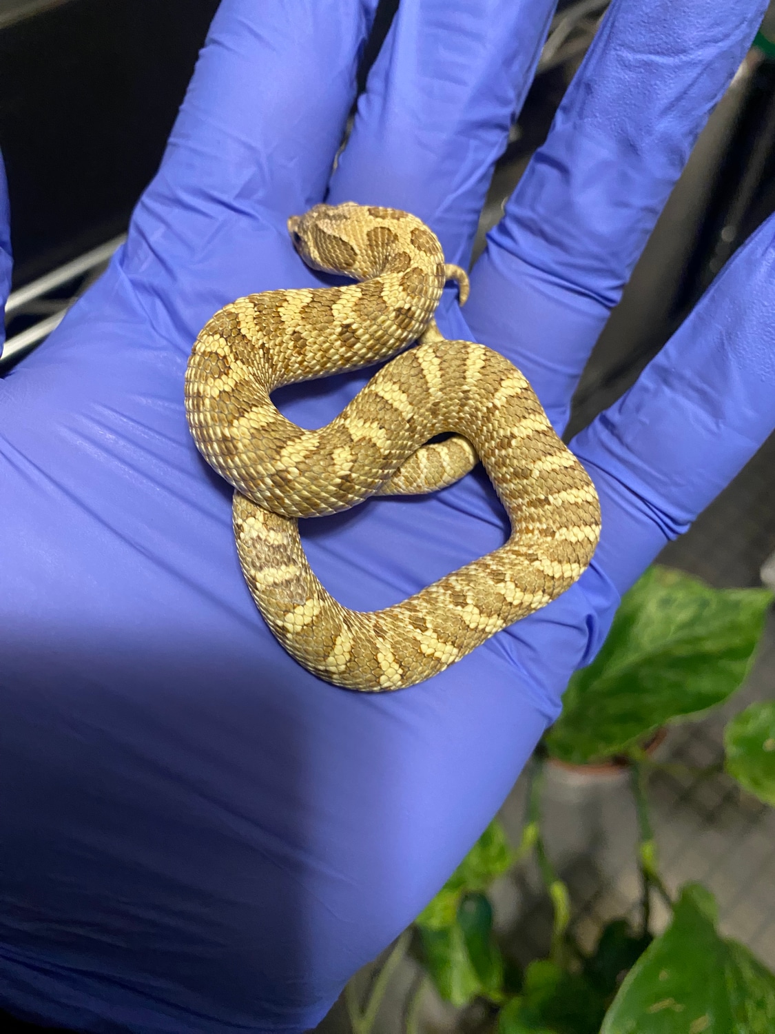 24’ Yellow belly pure Lemon Ghost (woma Lineage)