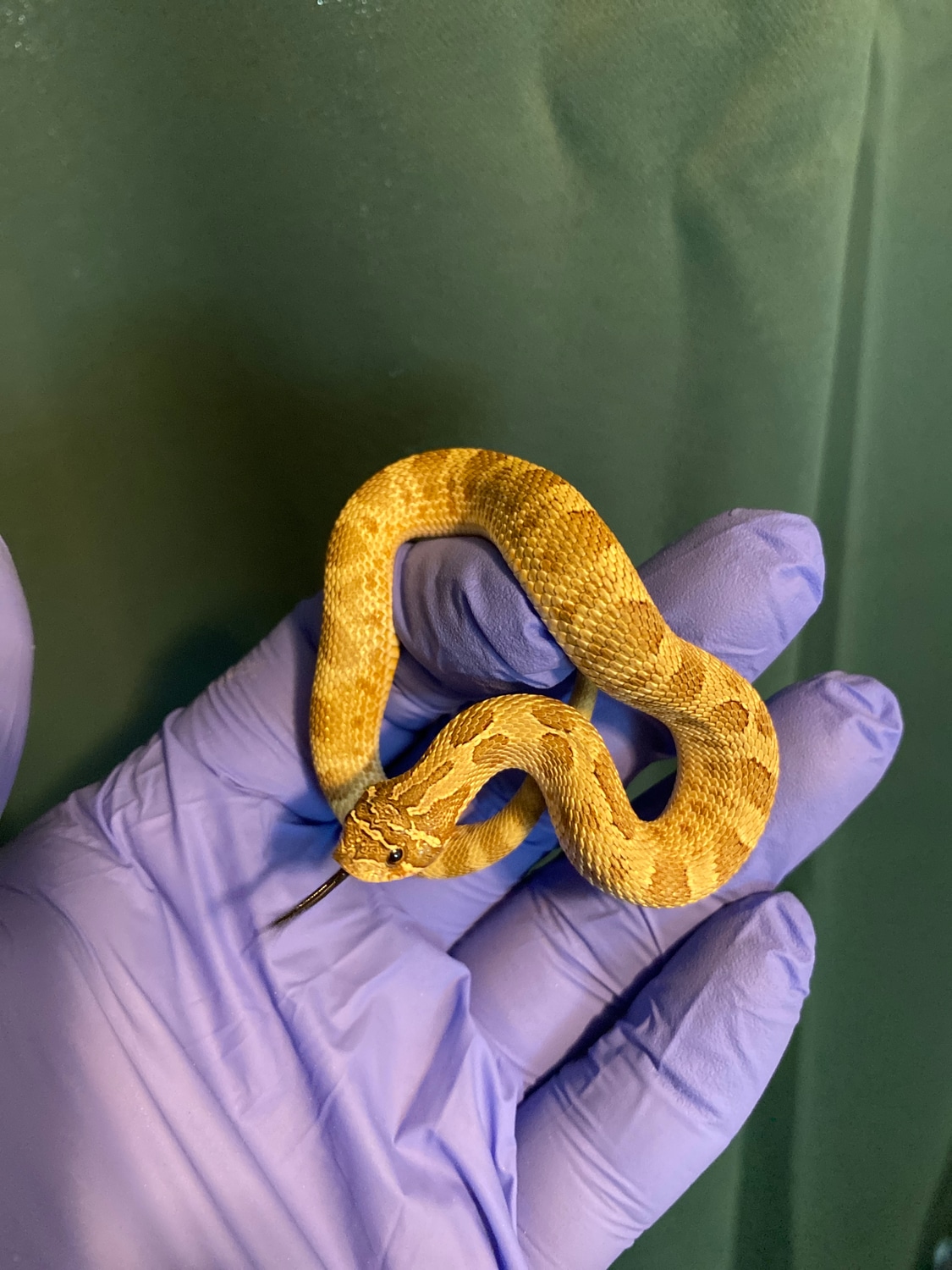 24’ 75% Lemon Ghost conda (woma lineage)