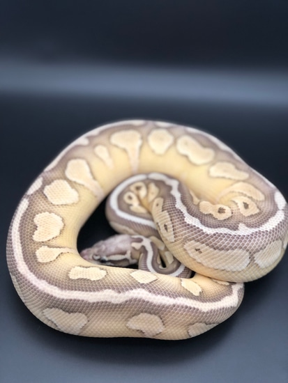 Super Pastel Mojave 66%het Puzzle Ball Python by Lake House Exotics