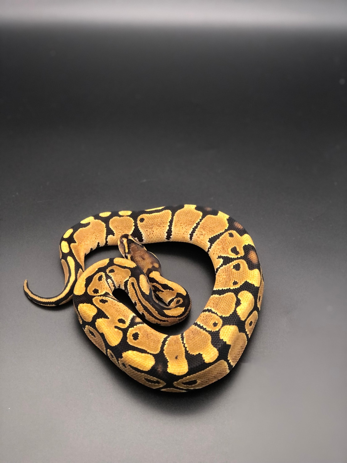 Fire/vanilla Ball Python by Lake House Exotics - MorphMarket