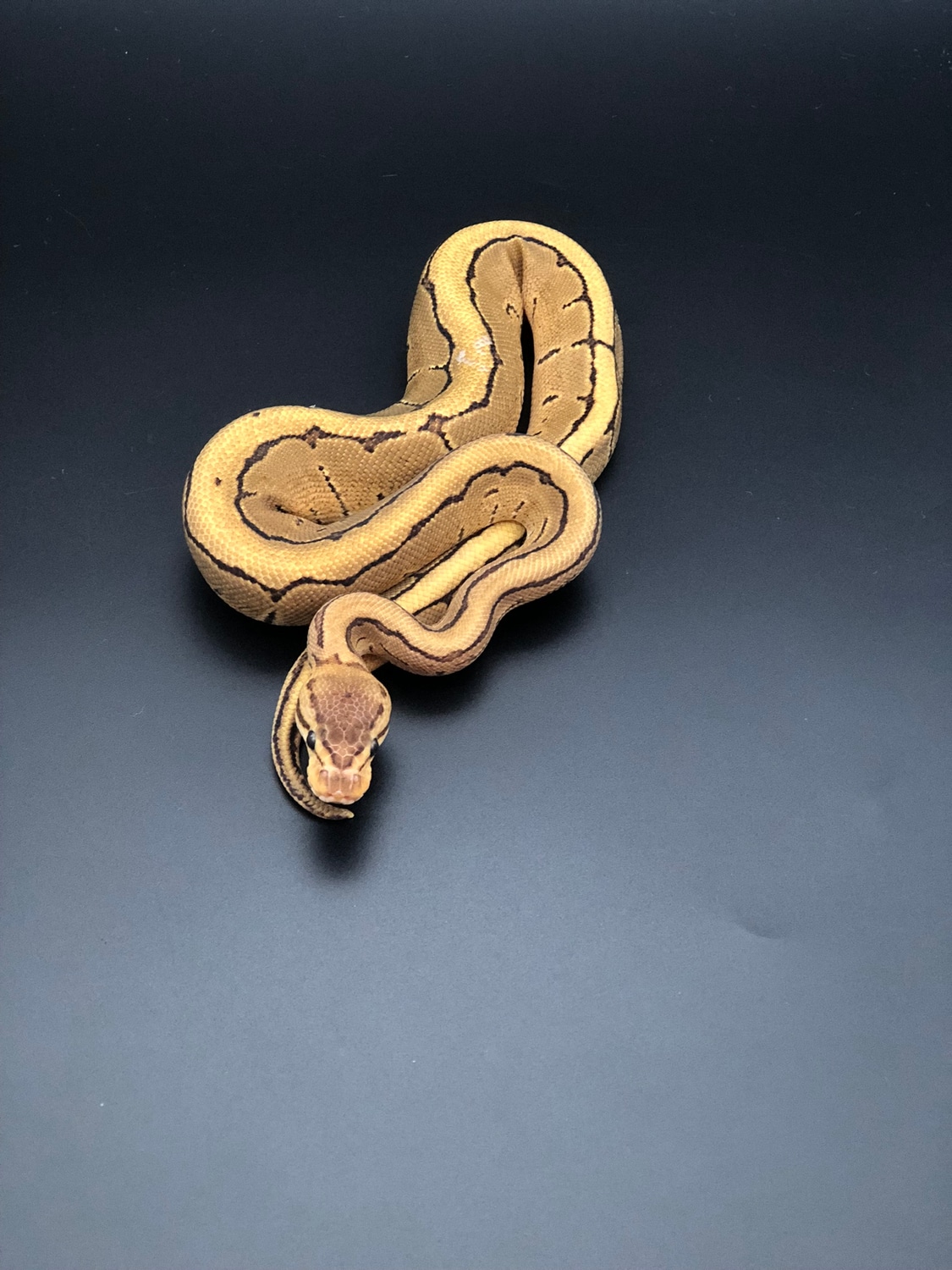 Fire/Vanilla Pinstripe Ball Python by Lake House Exotics - MorphMarket